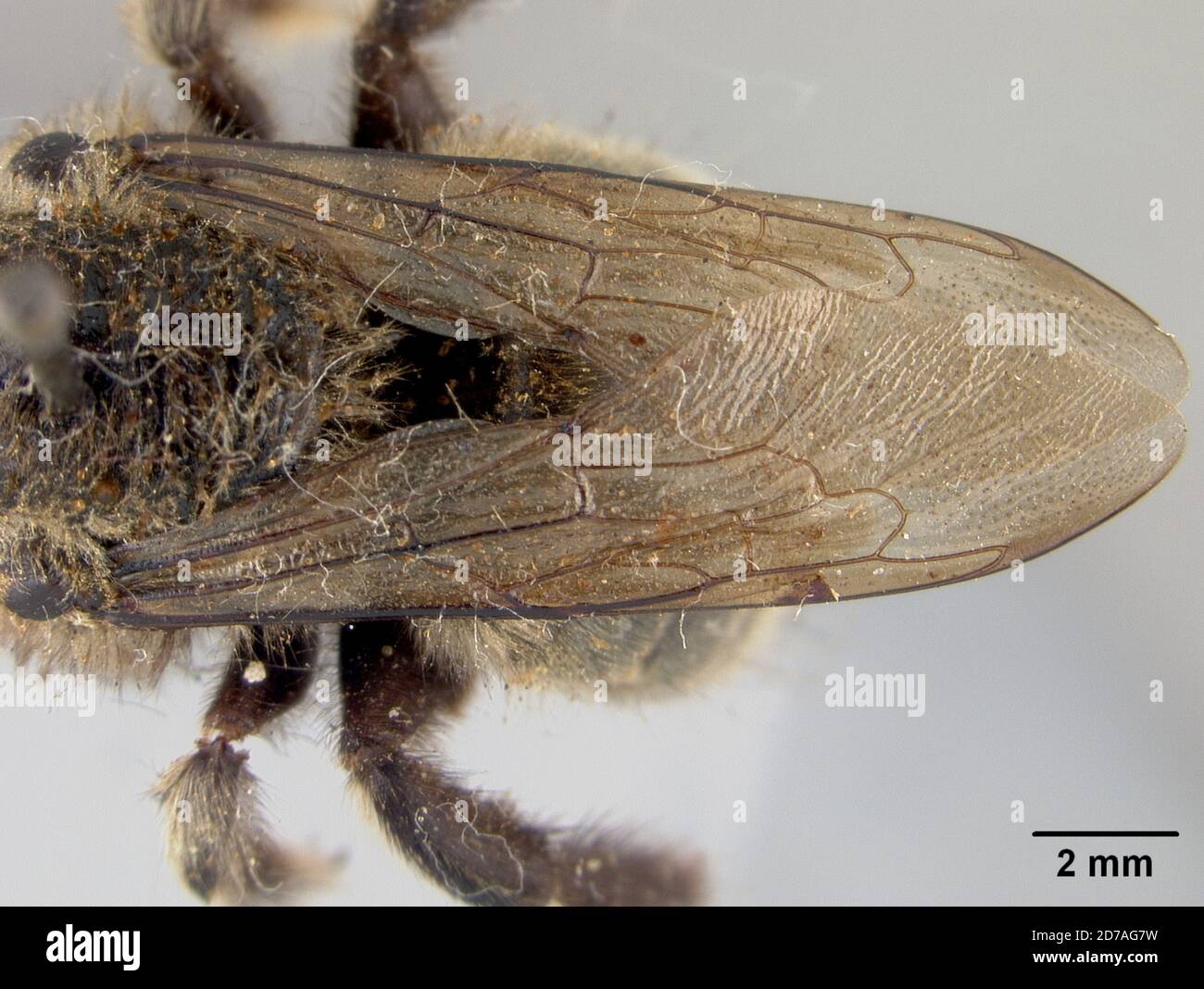 Micheneri micheneri hurd hi-res stock photography and images - Alamy