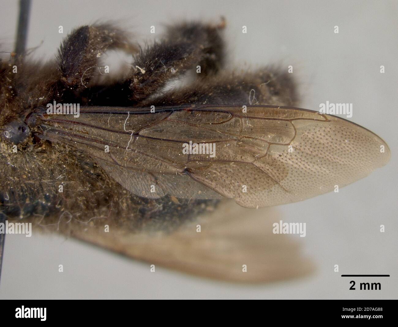 1978 animalia hi-res stock photography and images - Alamy