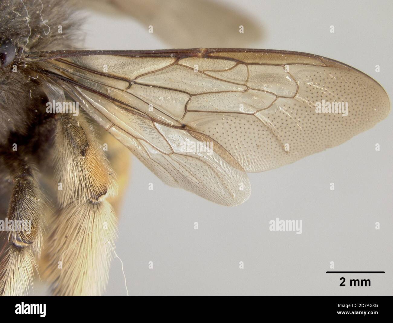 Xylocopa rufina illota cockerell hi-res stock photography and images ...