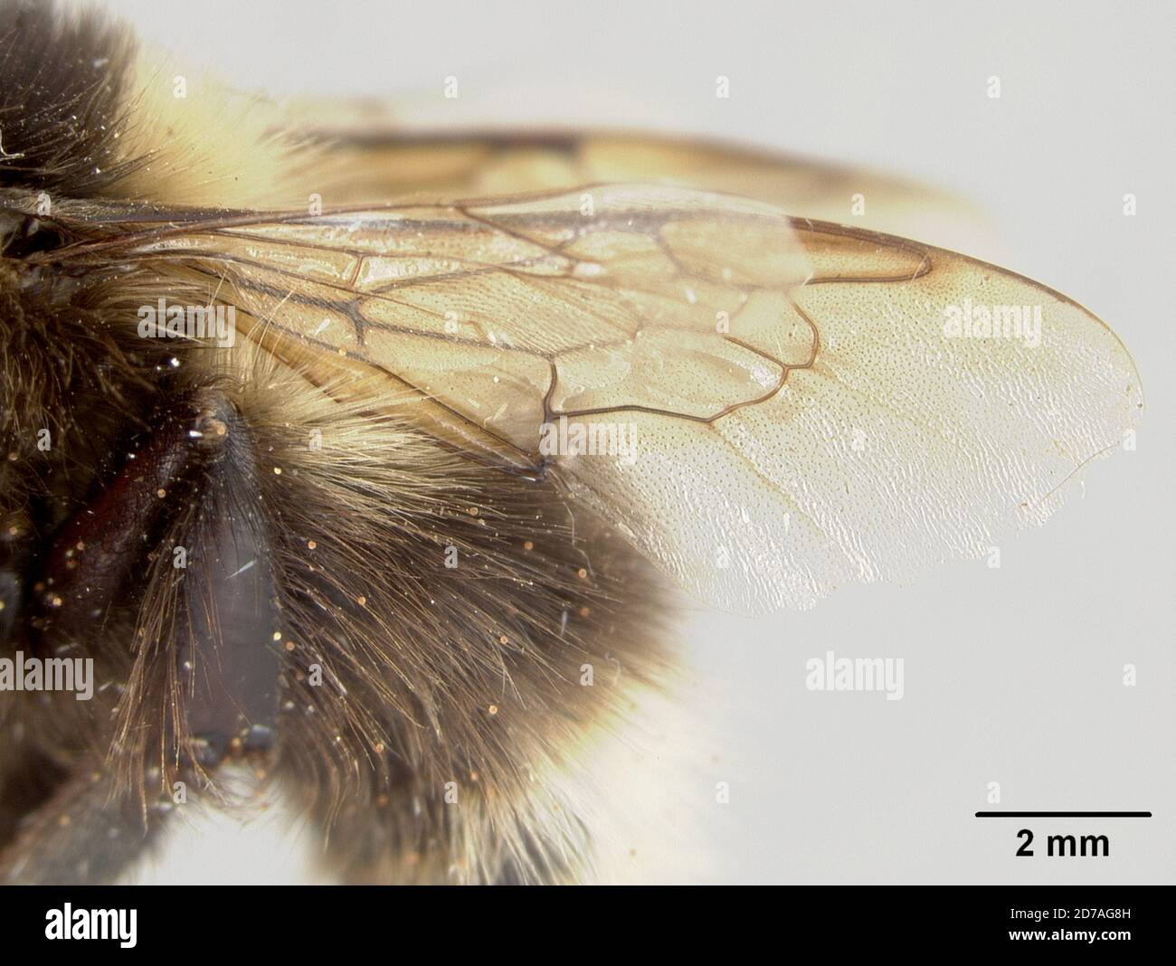 Pinned, Kukak Bay, Kodiak Island, Alaska, United States, Bombus ...