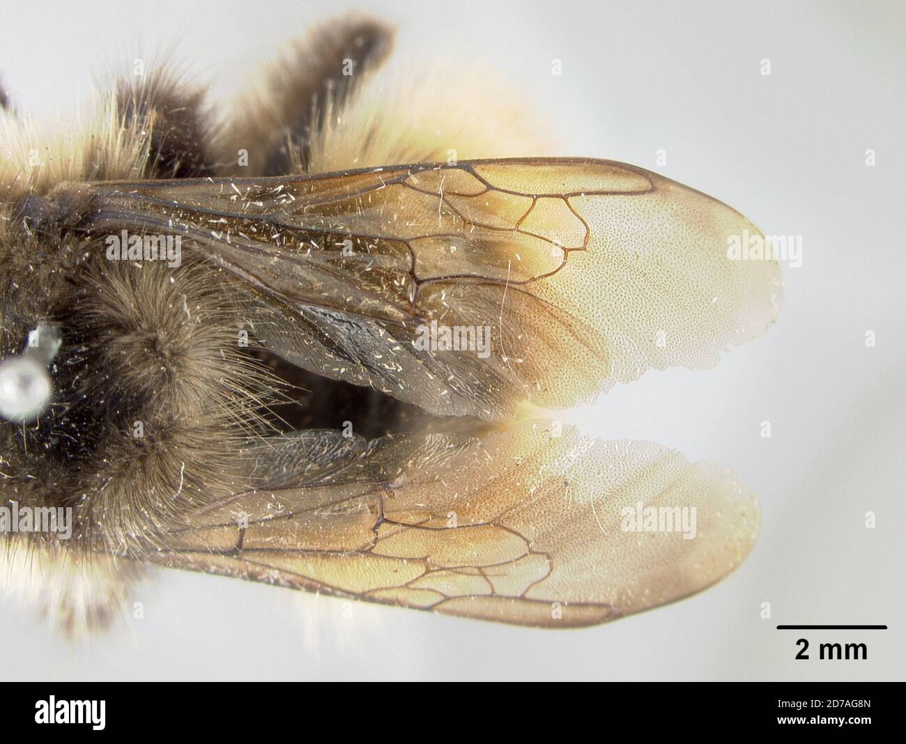 Pinned, Sitka, Alaska, United States, Bombus alaskensis Ashmead, 1902 ...