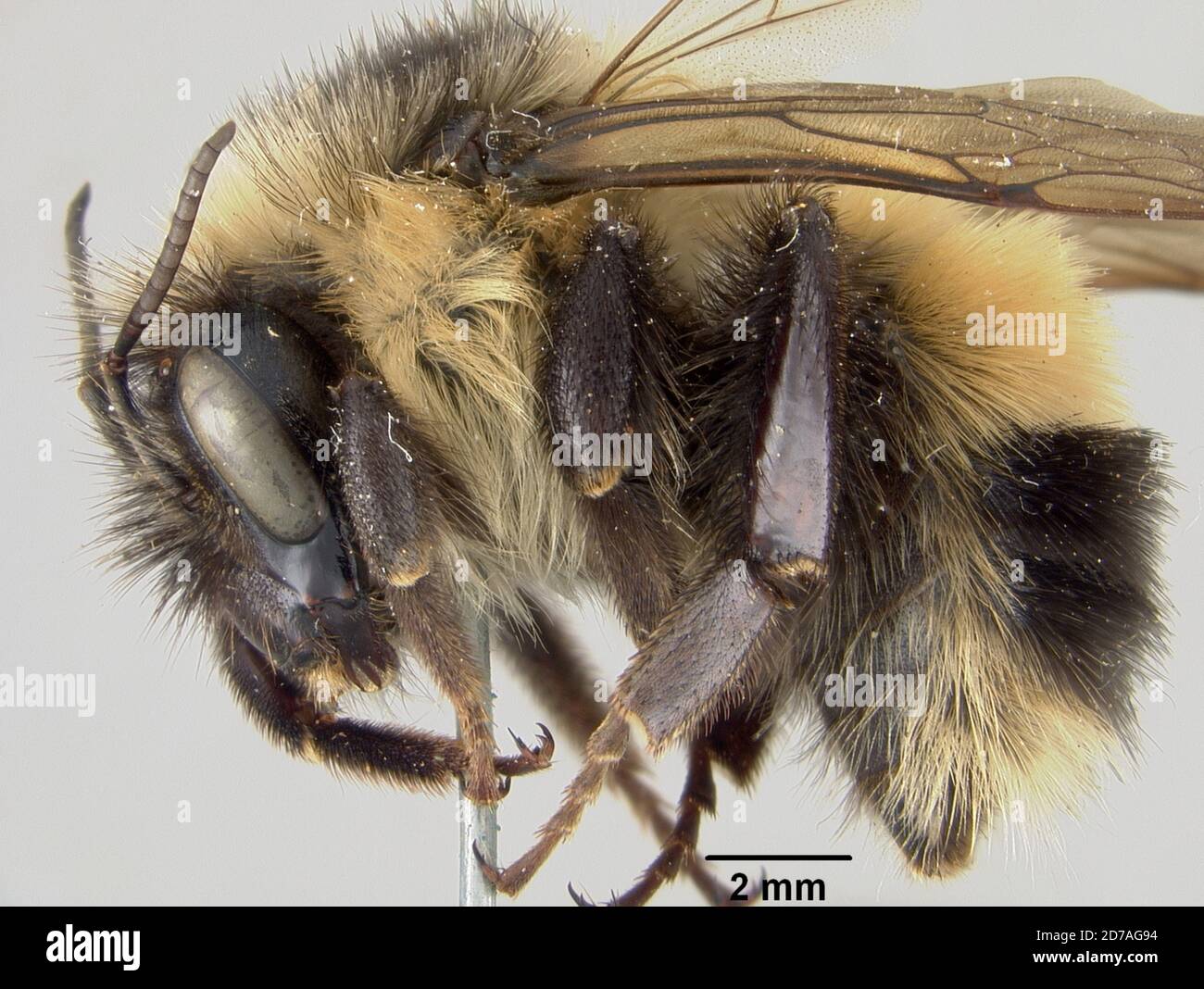 Pinned, White Mountains, Rio Ruidoso, Lincoln, New Mexico, United ...