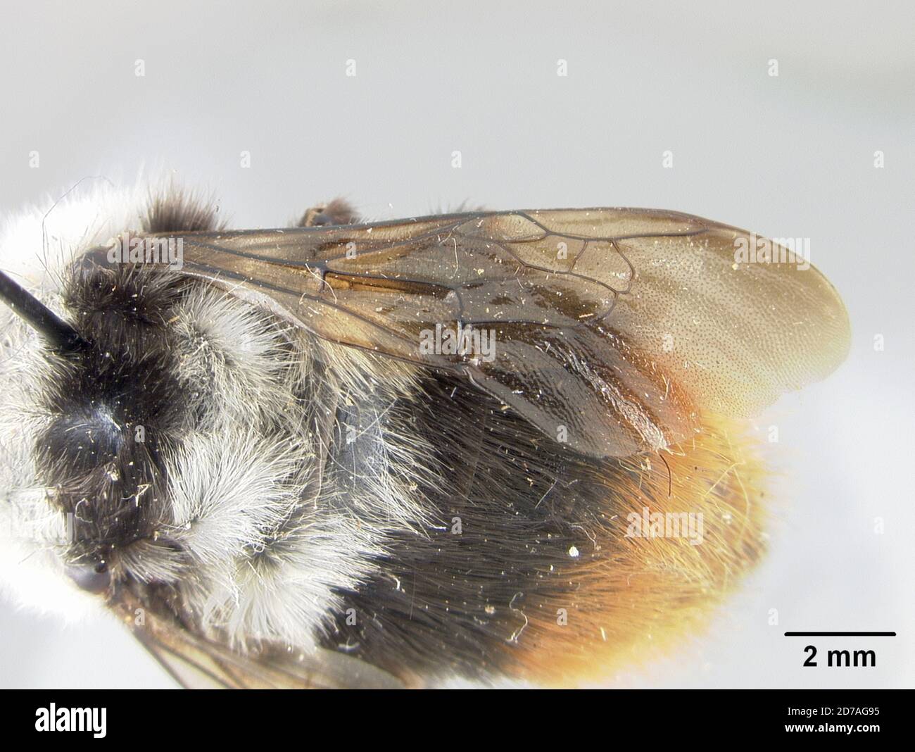 Bombus niveatus callophenax cockerell hi-res stock photography and ...