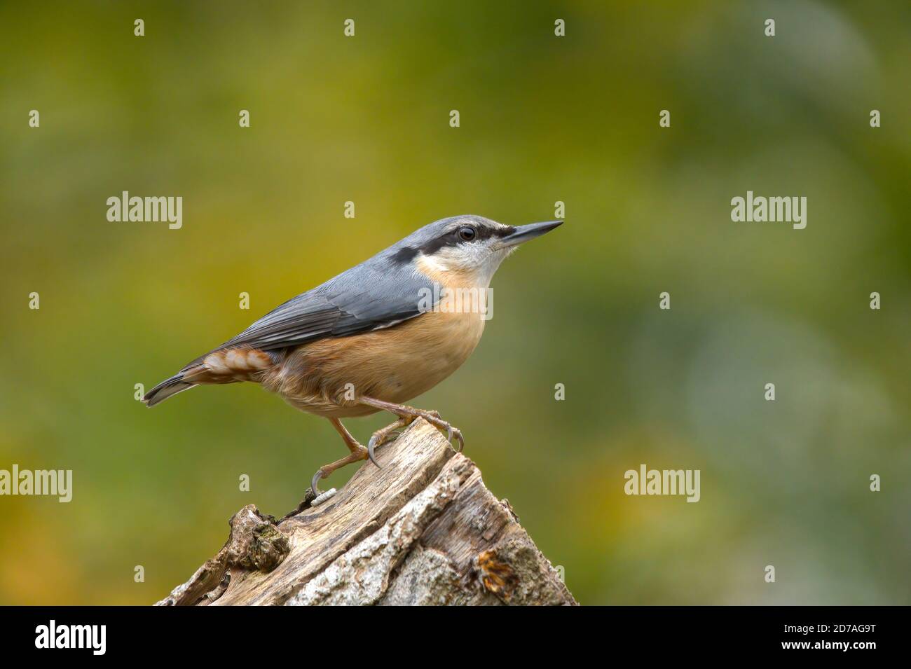 Sitta europaea bird hi-res stock photography and images - Alamy