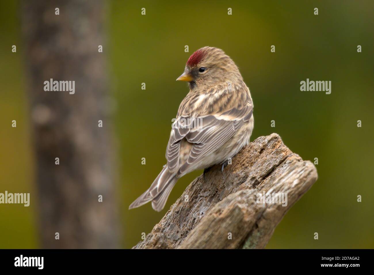 Lesser redpoll (Acanthis cabaret) bird, UK finch species Stock Photo ...