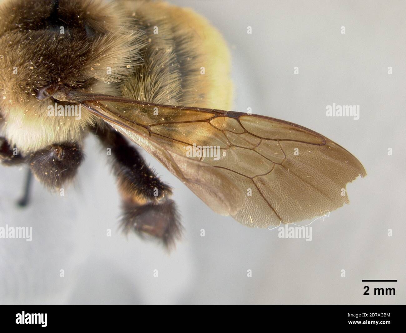 Bombus kulingensis cockerell hi-res stock photography and images - Alamy