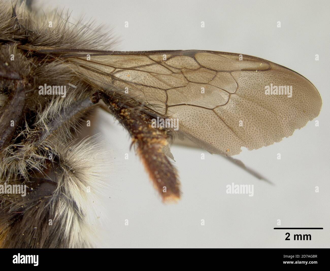 Bremus grahami frison hi-res stock photography and images - Alamy