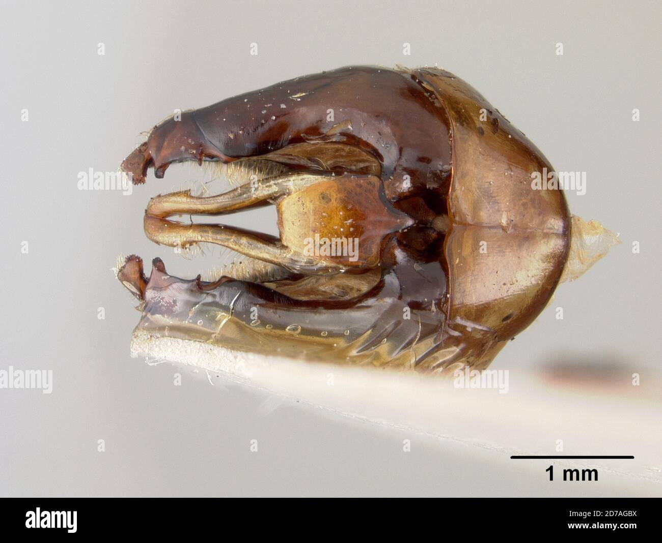 Psithyrus kodiakensis ashmead hi-res stock photography and images - Alamy