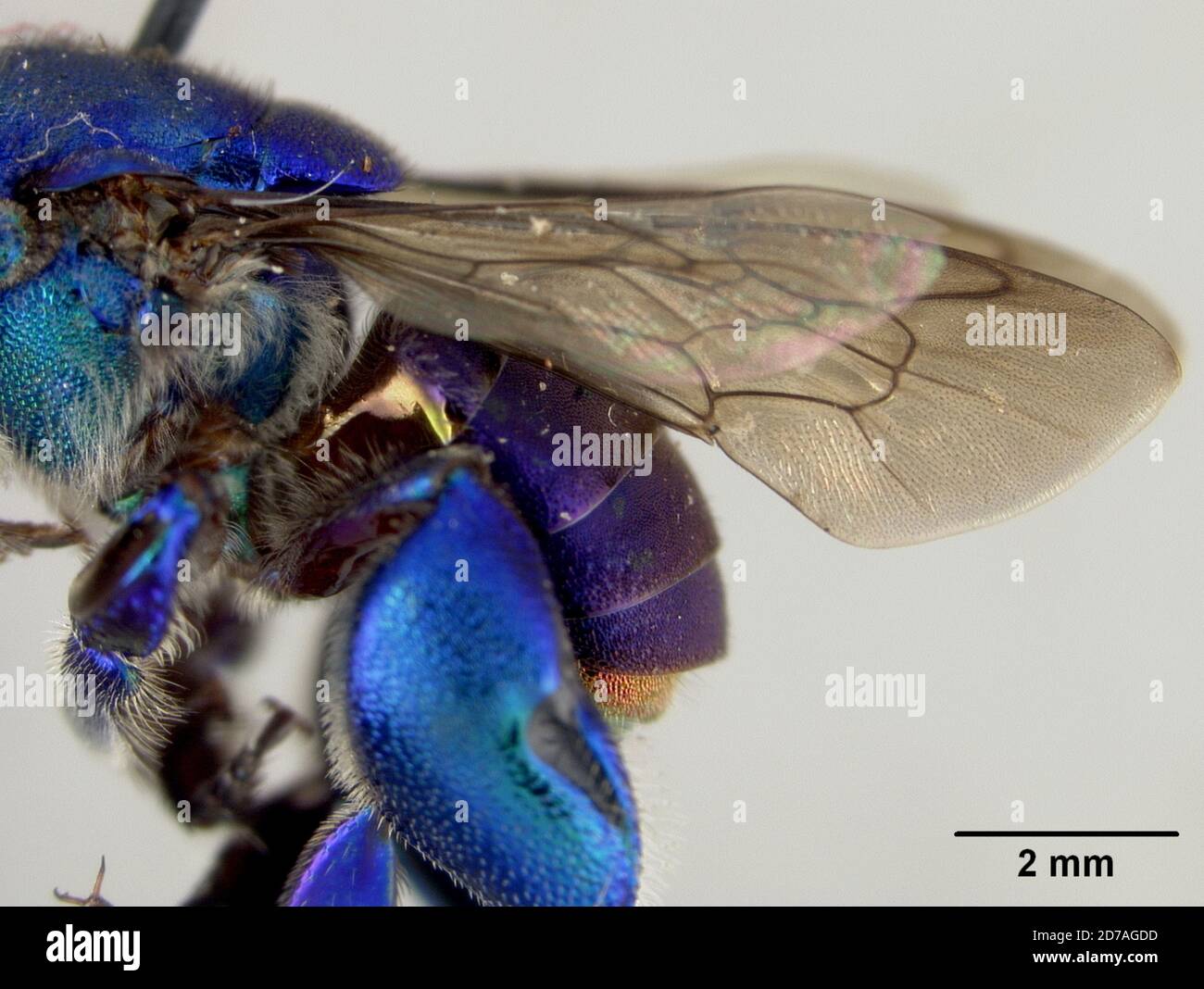 1982 animalia hi-res stock photography and images - Alamy