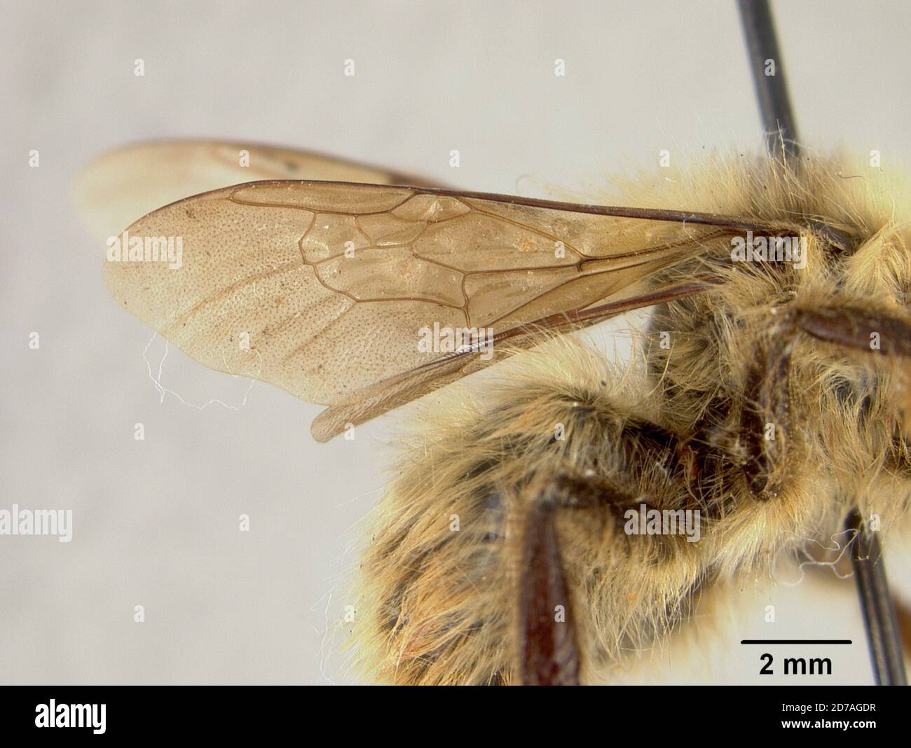 Bremus rohweri frison hi-res stock photography and images - Alamy