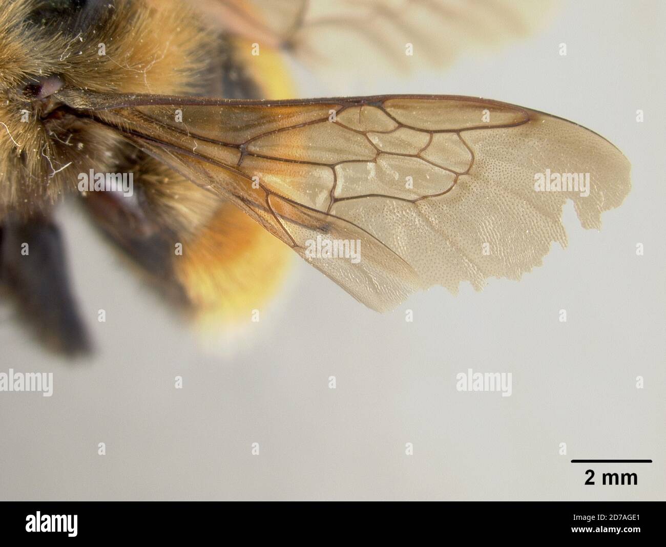 Ward, Boulder, Colorado, United States, Bombus iridis var. phaceliae ...