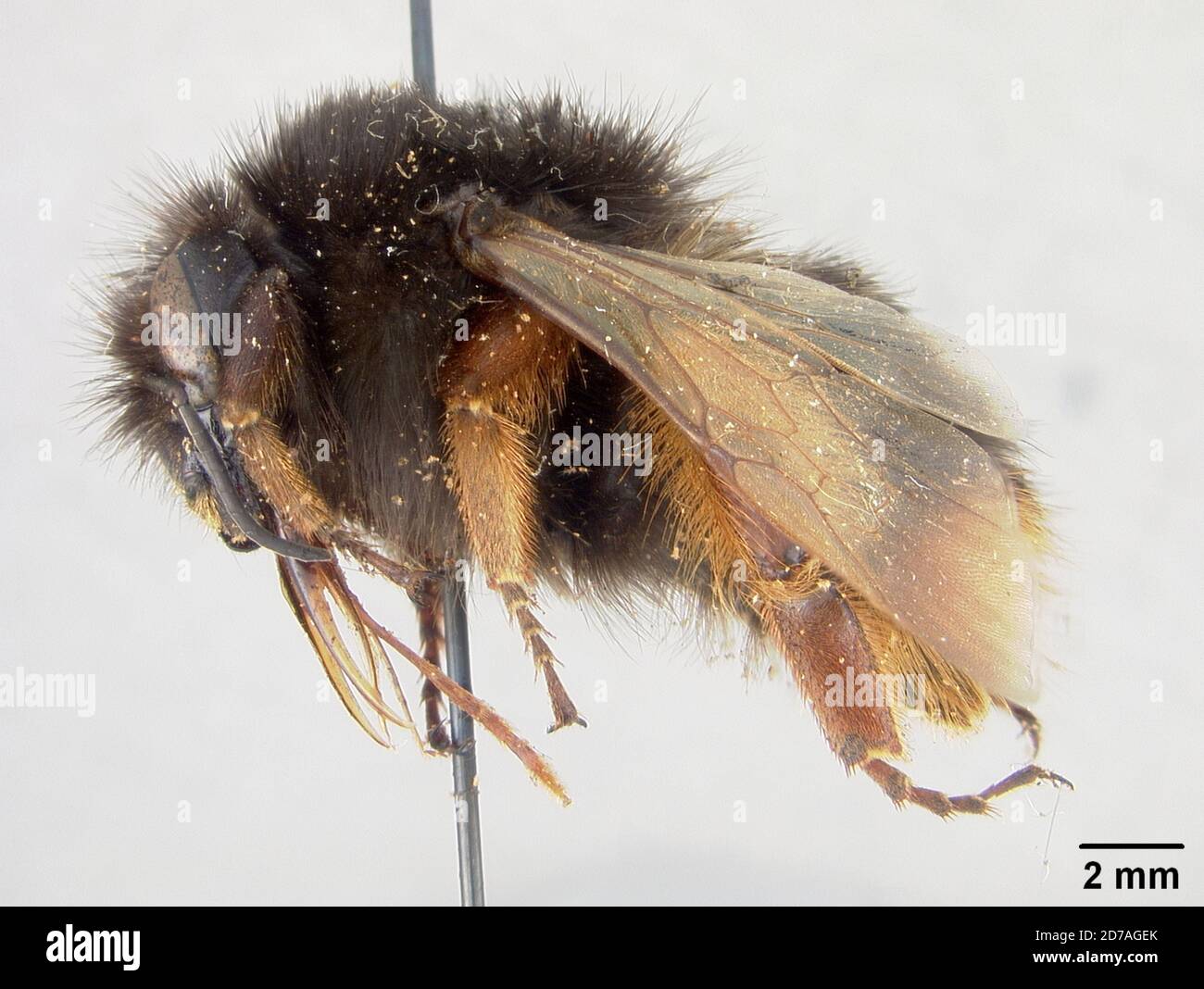 Pinned, Kuling, Jiangxi, China, Bombus geei Cockerell, 1917, Animalia ...