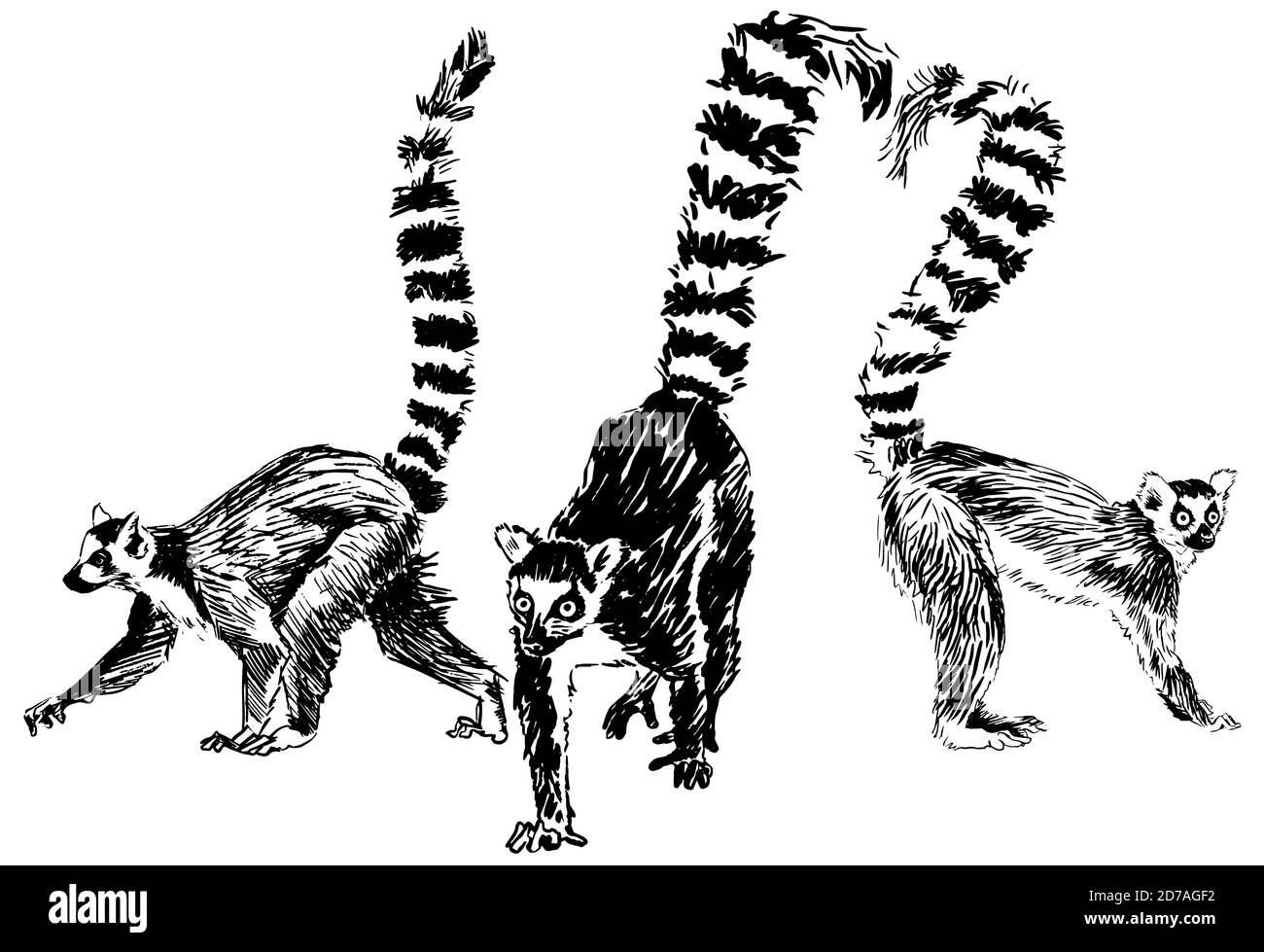 Group of three lemurs Madagascar. Vector Hand drawn sketch Illustration ...