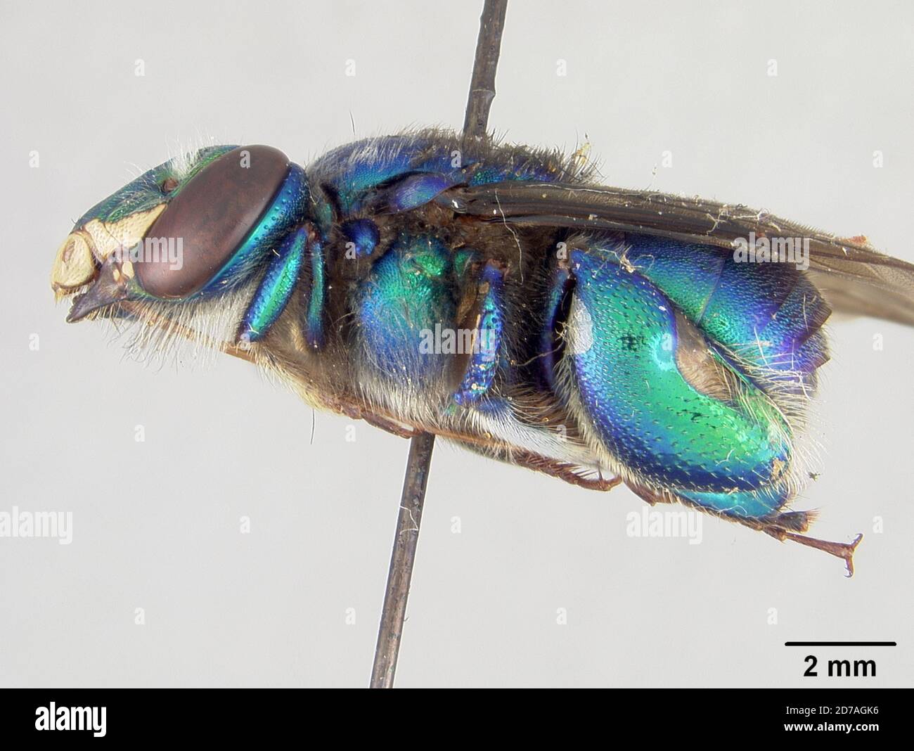 Euglossa mandibularis bernardina cockerell hi-res stock photography and ...