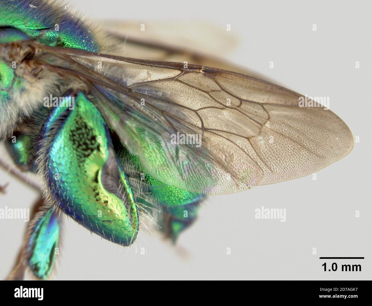 Euglossa stilbonota dressler hi-res stock photography and images - Alamy