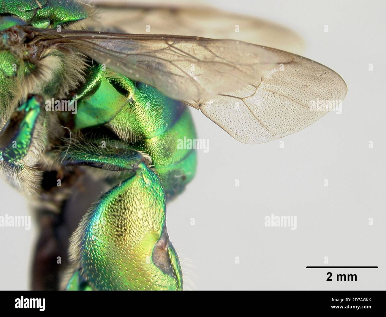 Peru, Huanuco, llullapichis, Rio pachitea, Huanuco, Peru, Euglossa ...