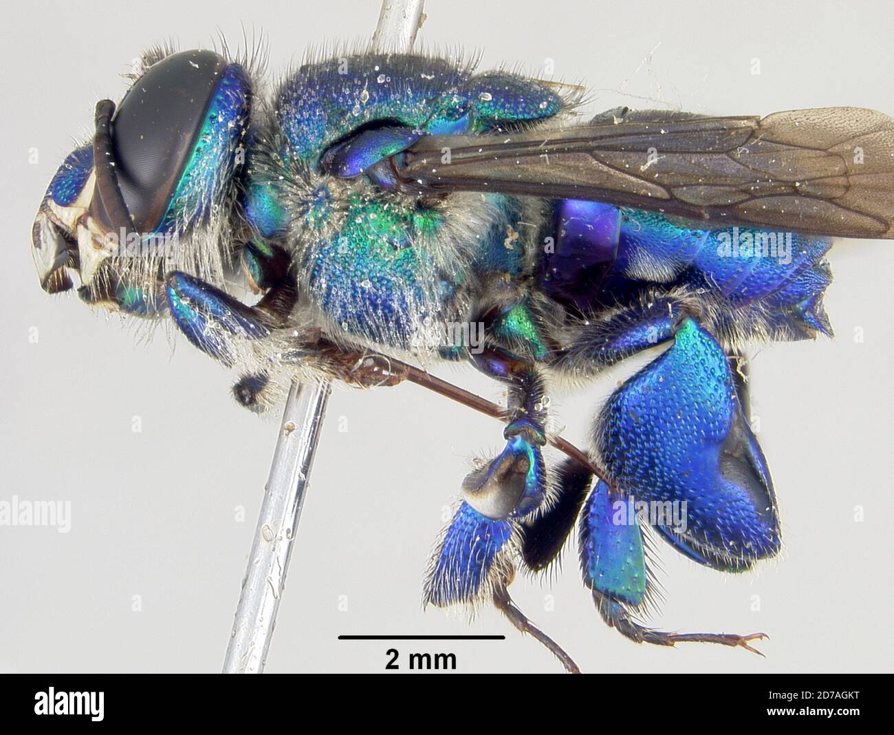 Pinned, Panama, navy Res. N. Gamboa, C.Z, Canal Zone, Panama, Euglossa ...