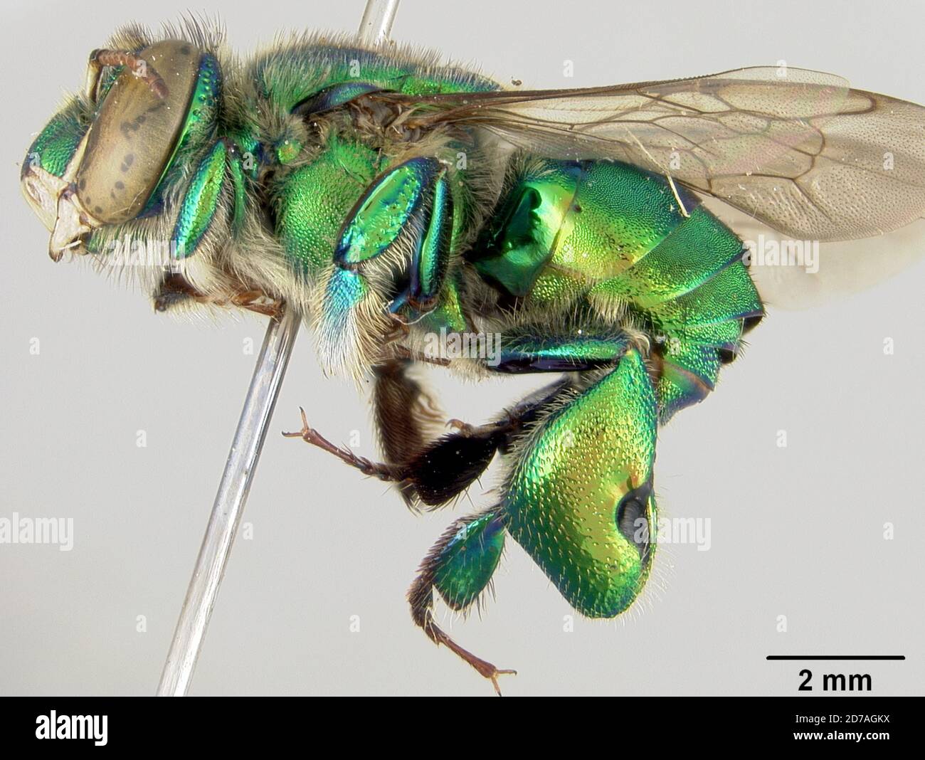 Euglossa tridentata moure hi-res stock photography and images - Alamy