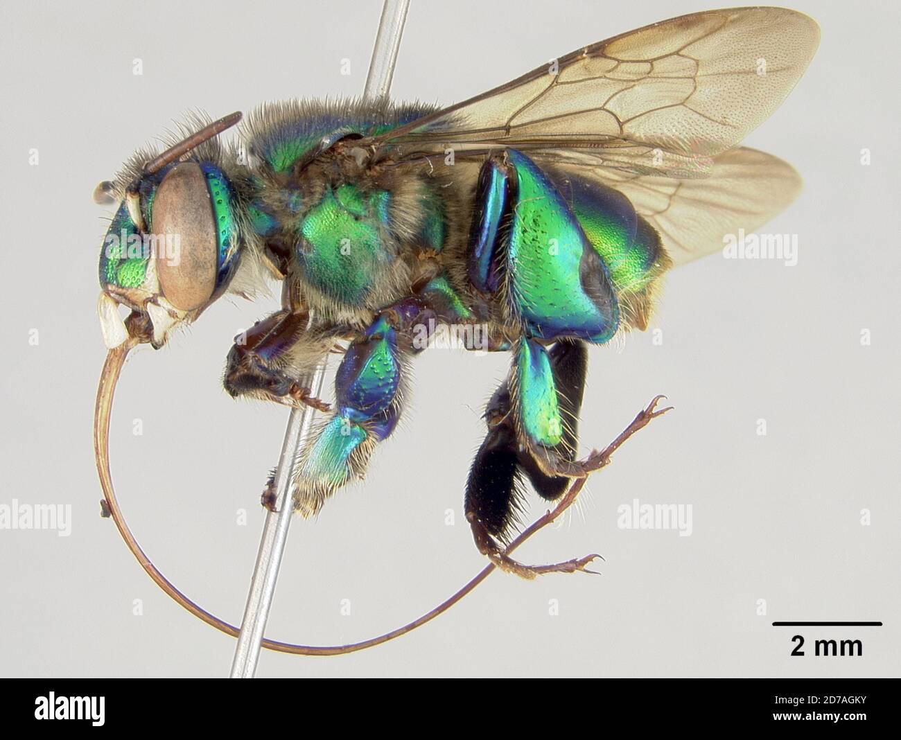 Euglossa inflata roubik hi-res stock photography and images - Alamy