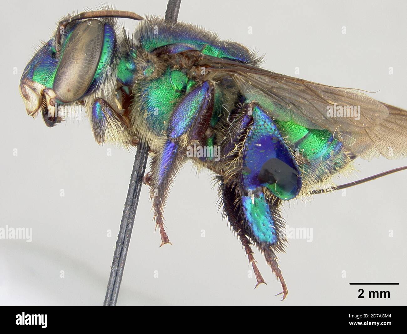 Euglossa piliventris imperialis cockerell hi-res stock photography and ...