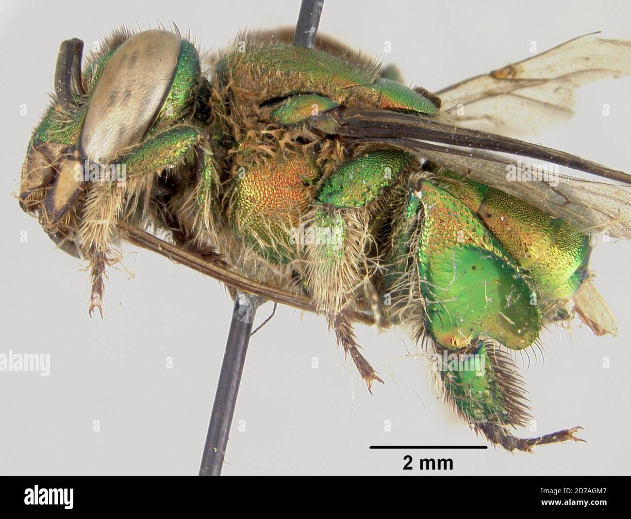 Pinned, Paramba, Ecuador, Ecuador, Euglossa variabilis hemichlora ...
