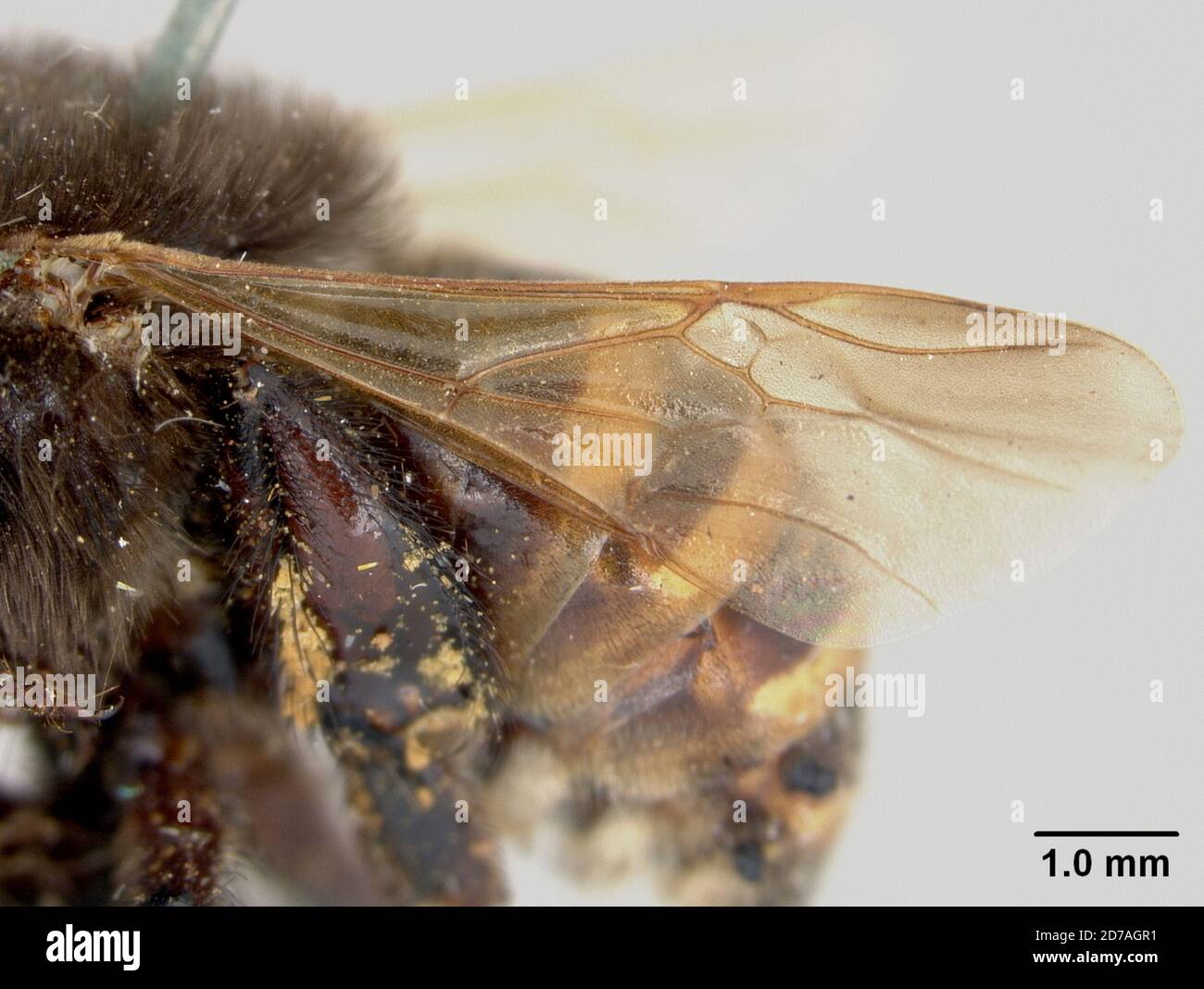 pinned, Sapucay Paraguay, Paraguay, Melipona anthidioides integrior ...