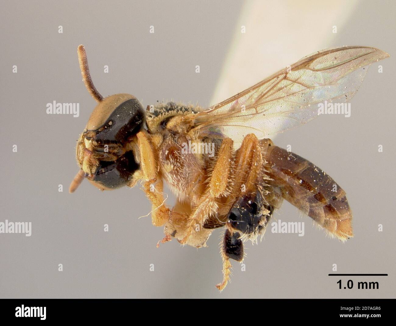 pinned, SBernardino Paraguay, Paraguay, Trigona (Tetragona) jaty ...