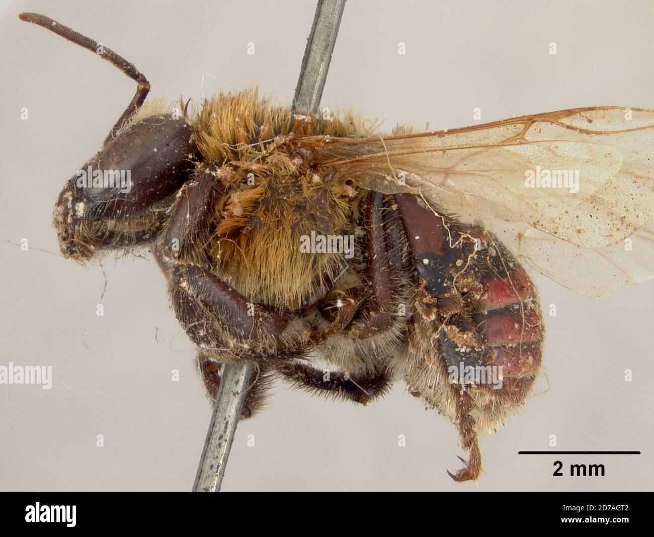 Melipona phenax cockerell hi-res stock photography and images - Alamy