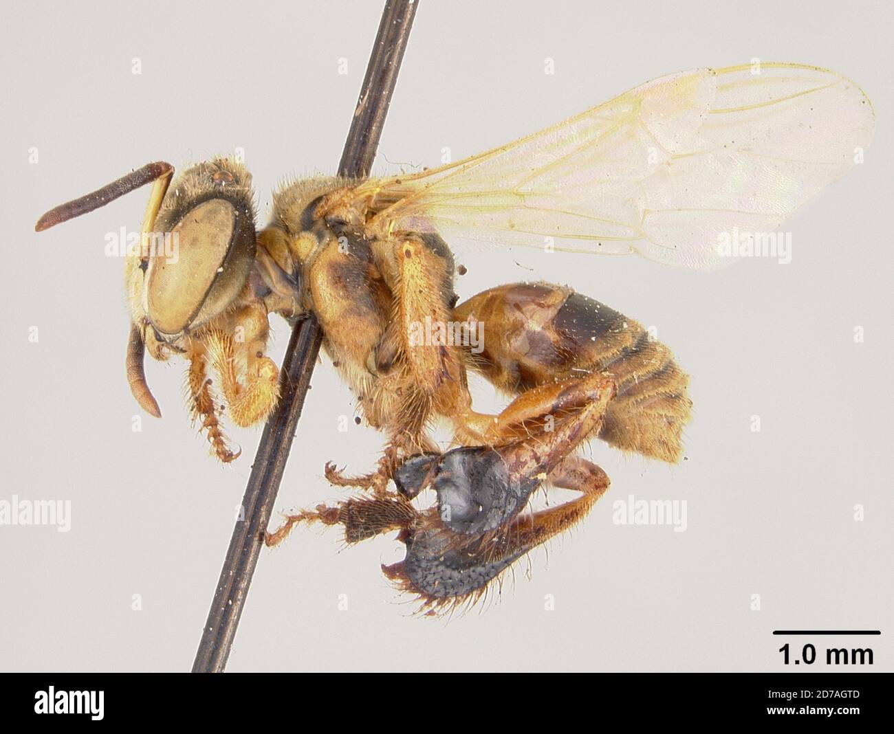 Dorsalis beebei schwarz hi-res stock photography and images - Alamy