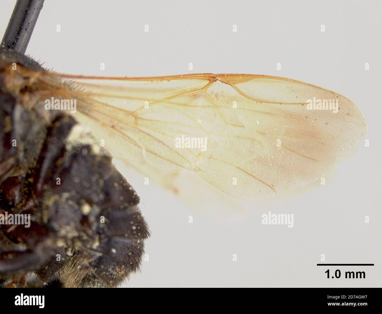 Trigona pachysoma cockerell hi-res stock photography and images - Alamy