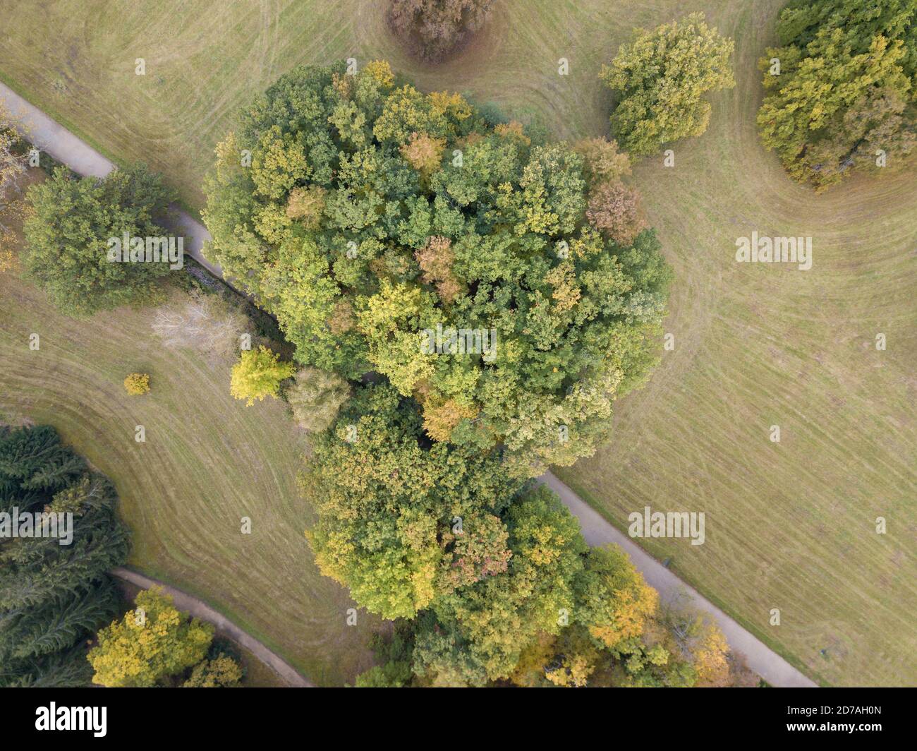 aerial top view of summer park landscape with green trees, lawns and ...