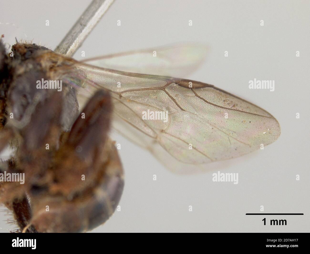 Trigona valdezi cockerell hi-res stock photography and images - Alamy