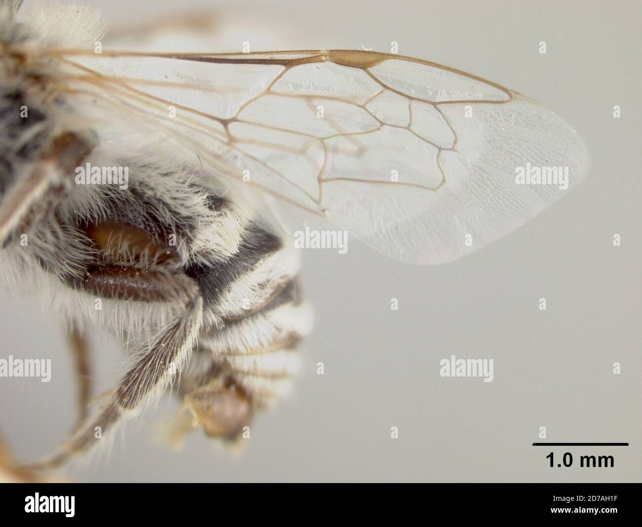 Pinned, Poroma, Colletes louisae Cockerell, 1897, Animalia, Arthropoda ...