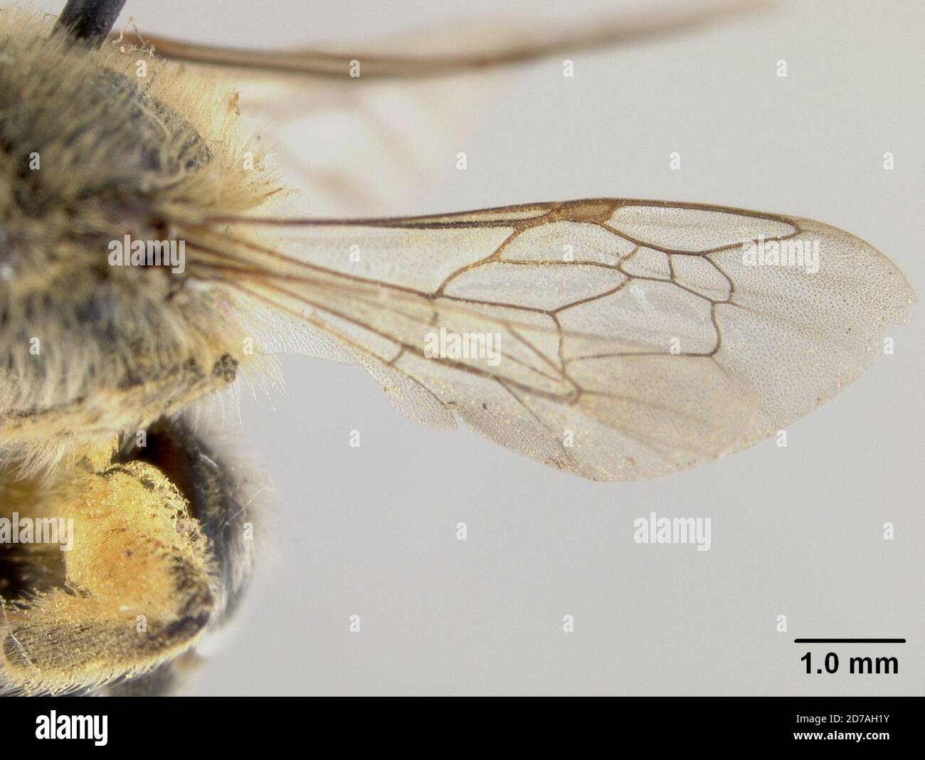 Pinned, Cabin John, Montgomery, Maryland, United States, Colletes ...