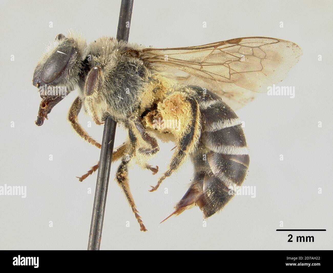 Pinned, Southport, Brunswick, North Carolina, United States, Colletes ...