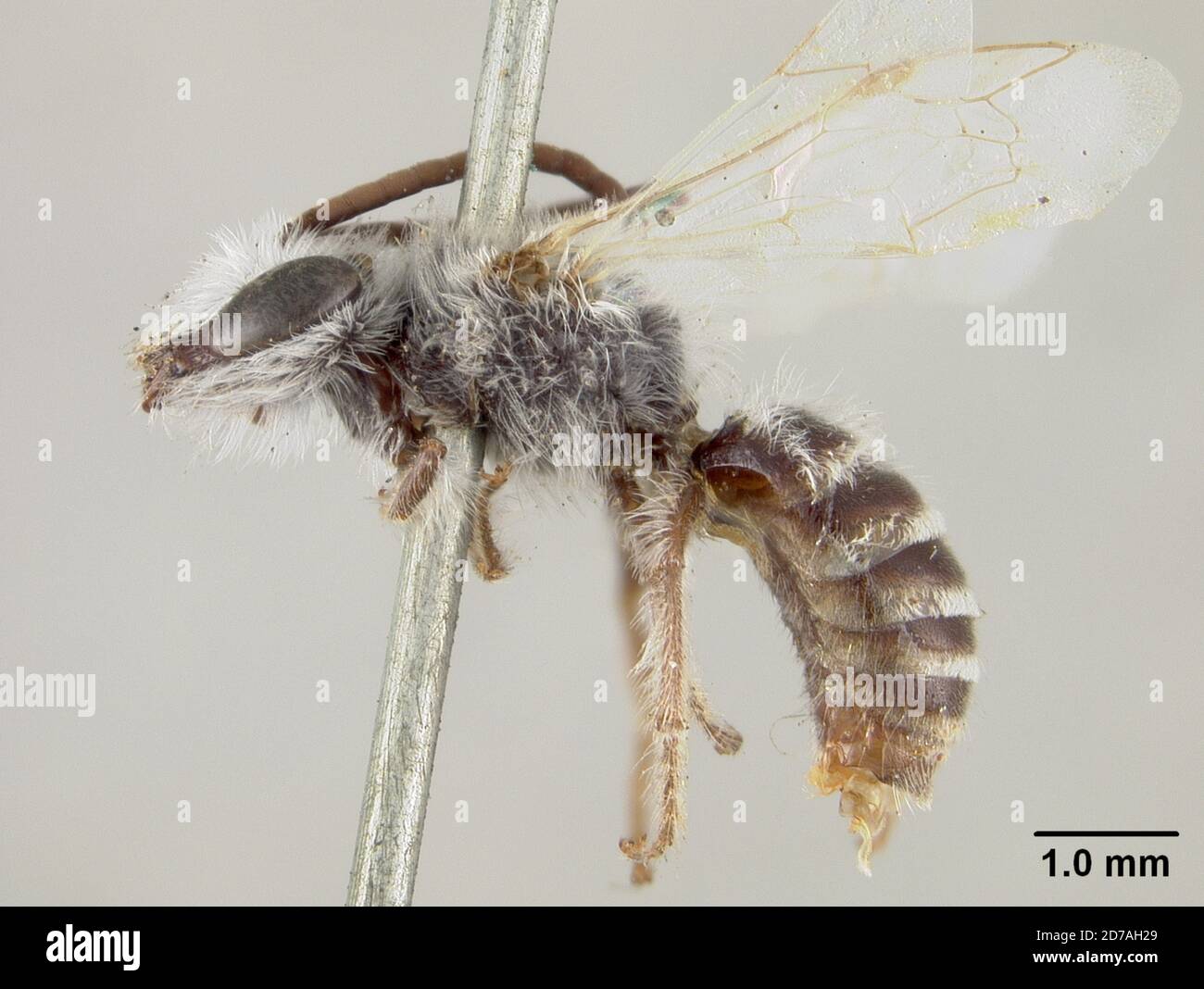 Pinned, Mesilla Park, Dona Ana, New Mexico, United States, Colletes ...