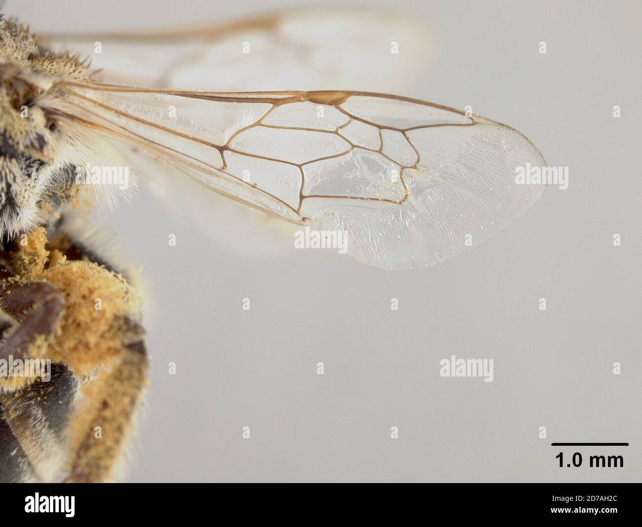 Pinned, Santa Fe, New Mexico, United States, Colletes aberrans ...