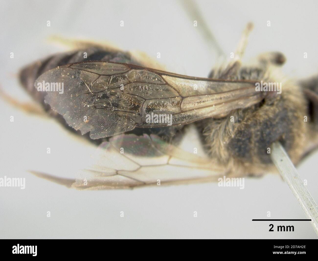 Pinned, Poroma, Colletes bigeloviae Cockerell, 1897, Animalia ...