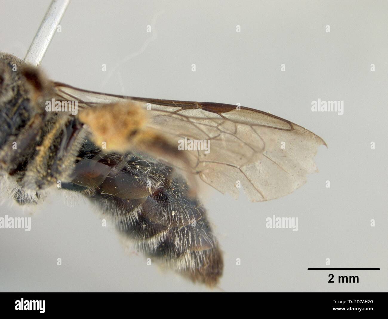 Pinned, Victoria, Australia, Paracolletes tuberculatus Cockerell, 1913 ...