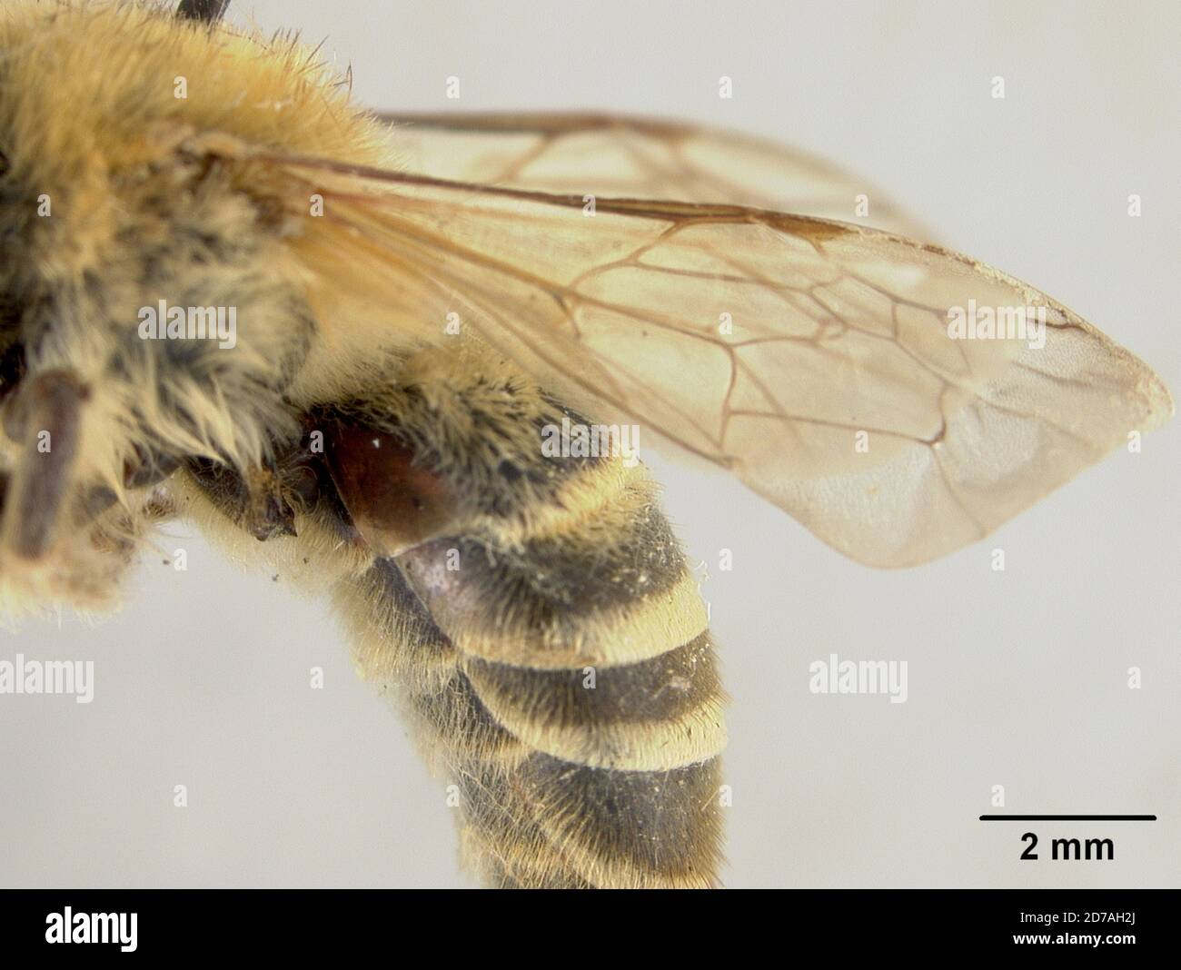 Colletes gigas cockerell hi-res stock photography and images - Alamy