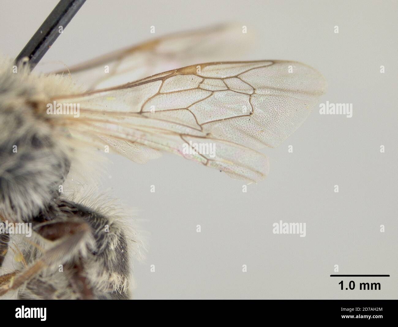 Pinned, Virginia Beach, Virginia, United States, Colletes mitchelli ...