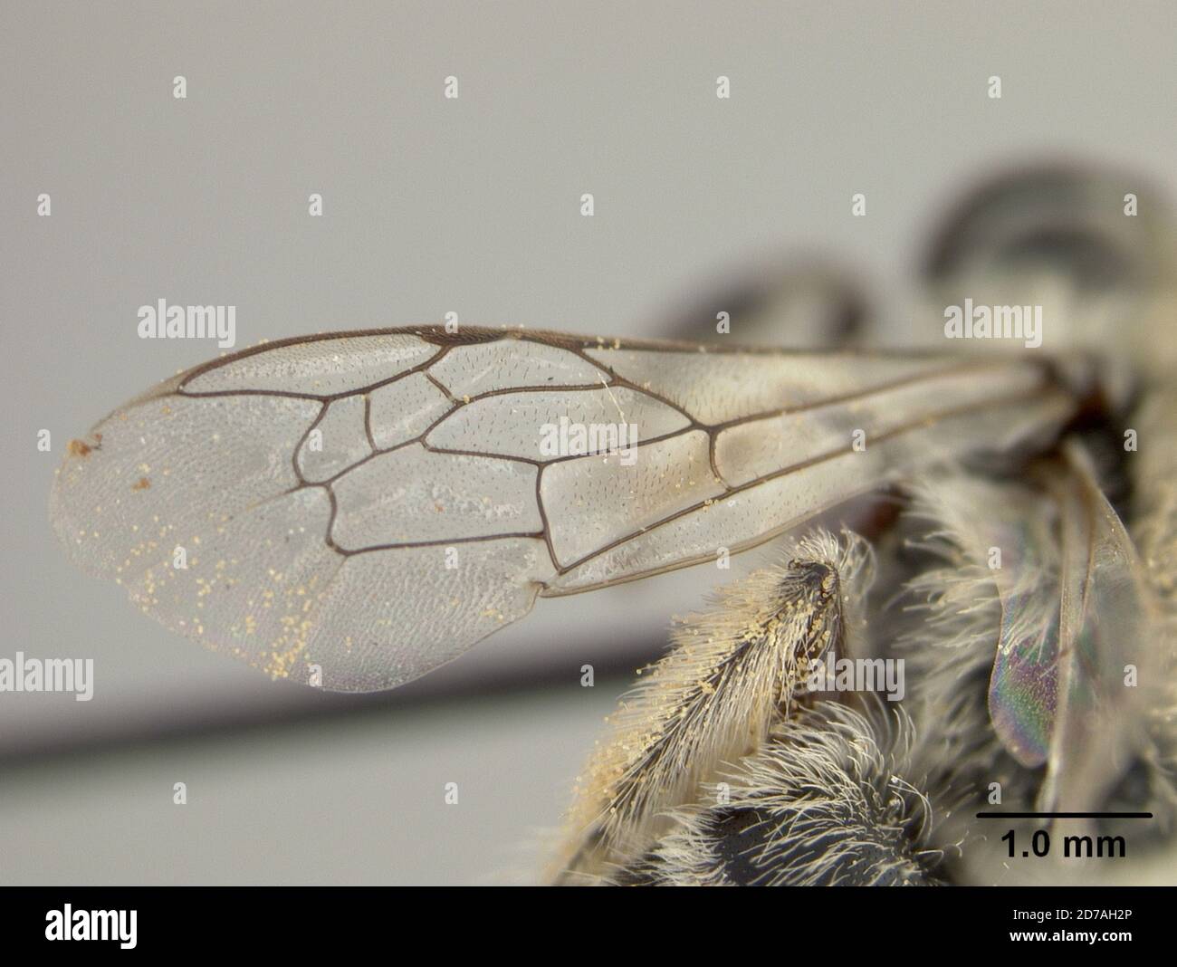 Colletes arenicola cockerell hi-res stock photography and images - Alamy