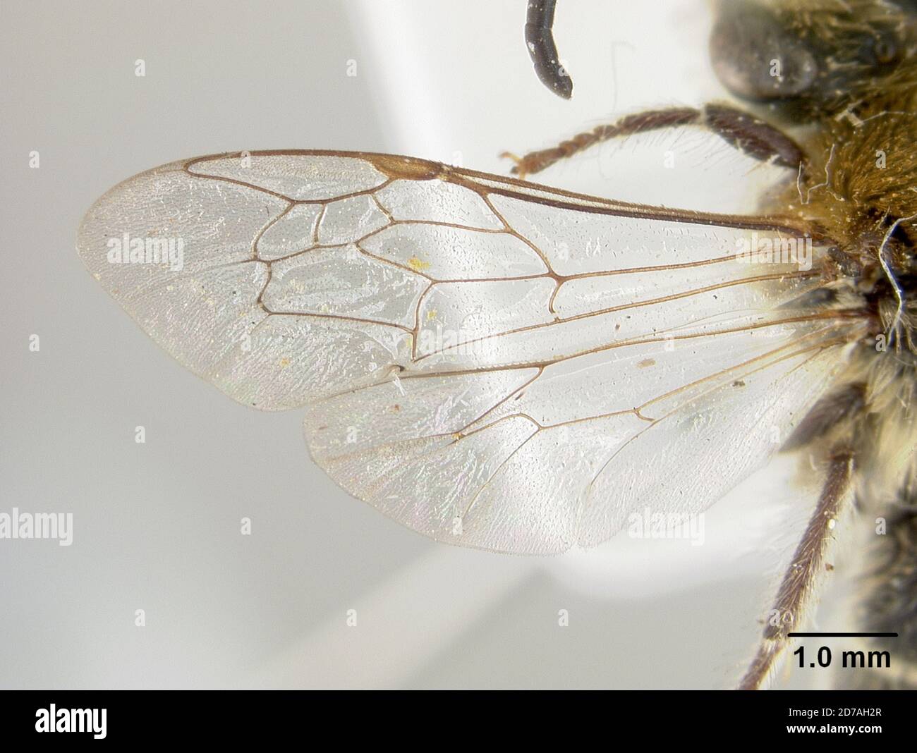 Pinned, Simla, Himachal Pradesh, India, Colletes honoratus Cockerell ...