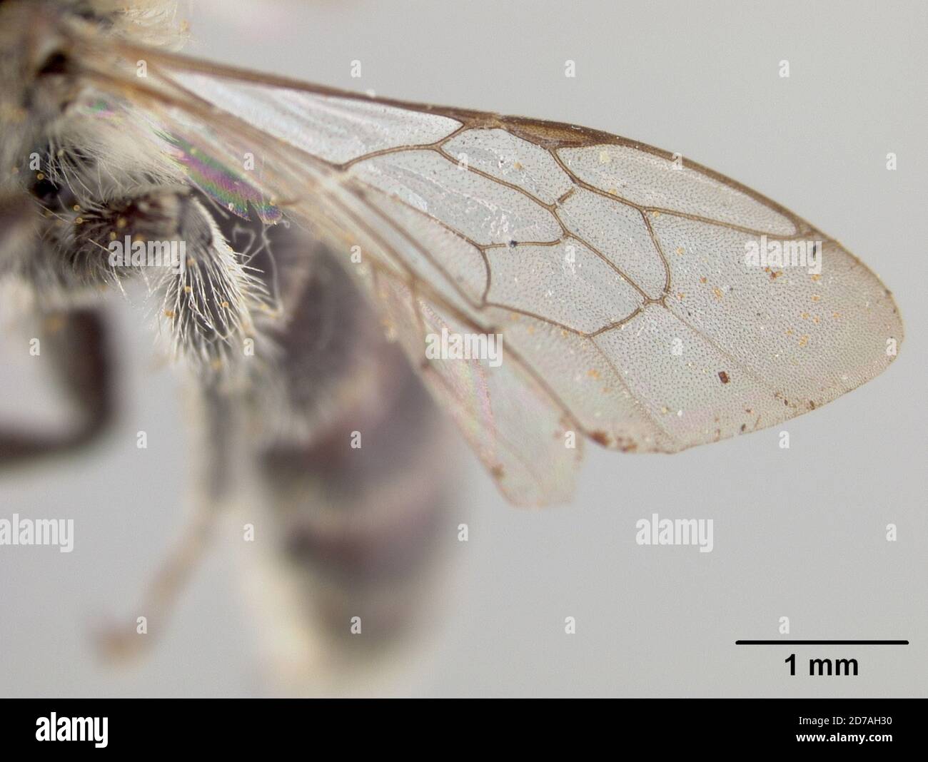 Pasiphae leucostoma cockerell hi-res stock photography and images - Alamy