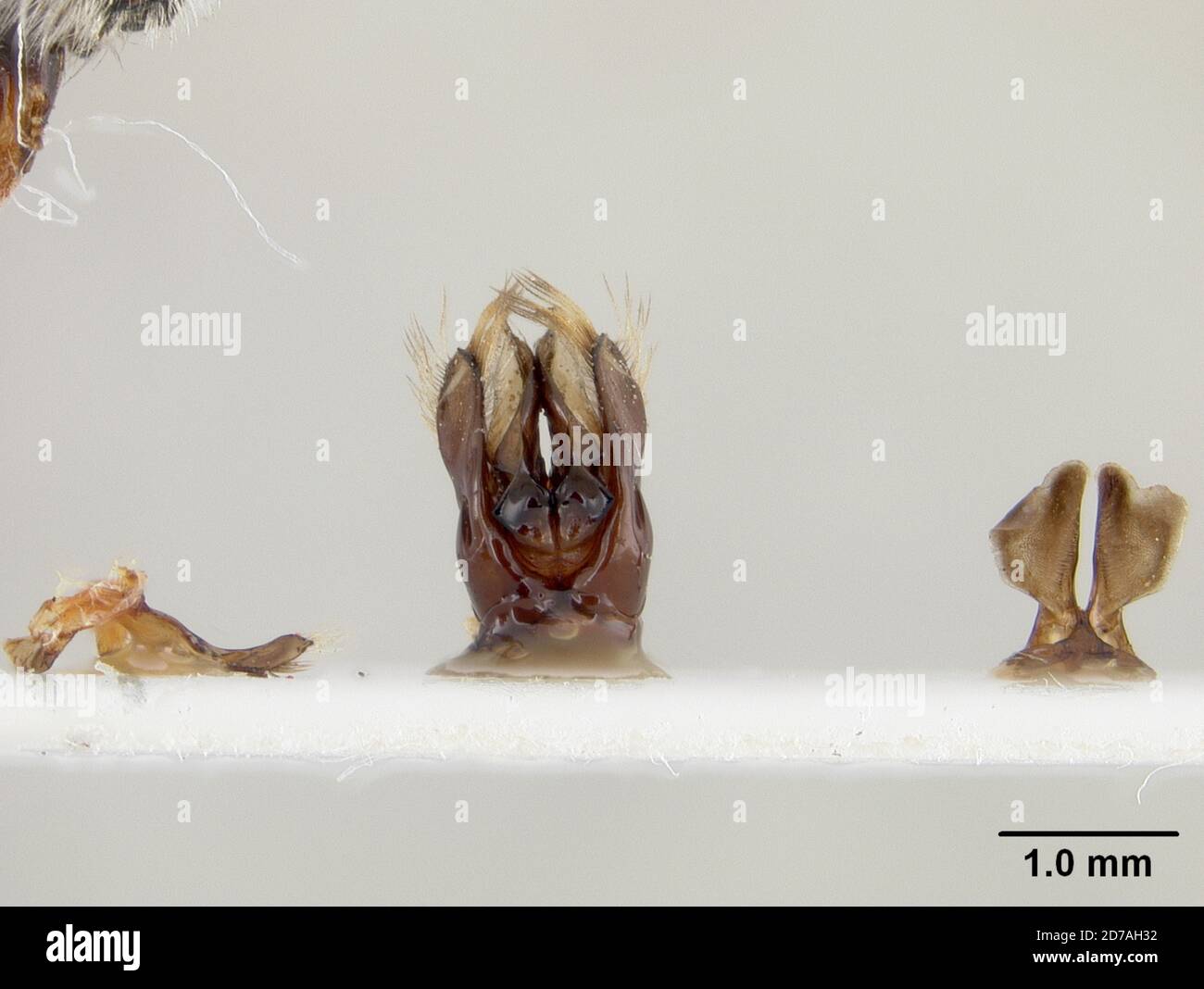 Pinned, Quetta, Baluchistan, Pakistan, Colletes idoneus Cockerell, 1922 ...