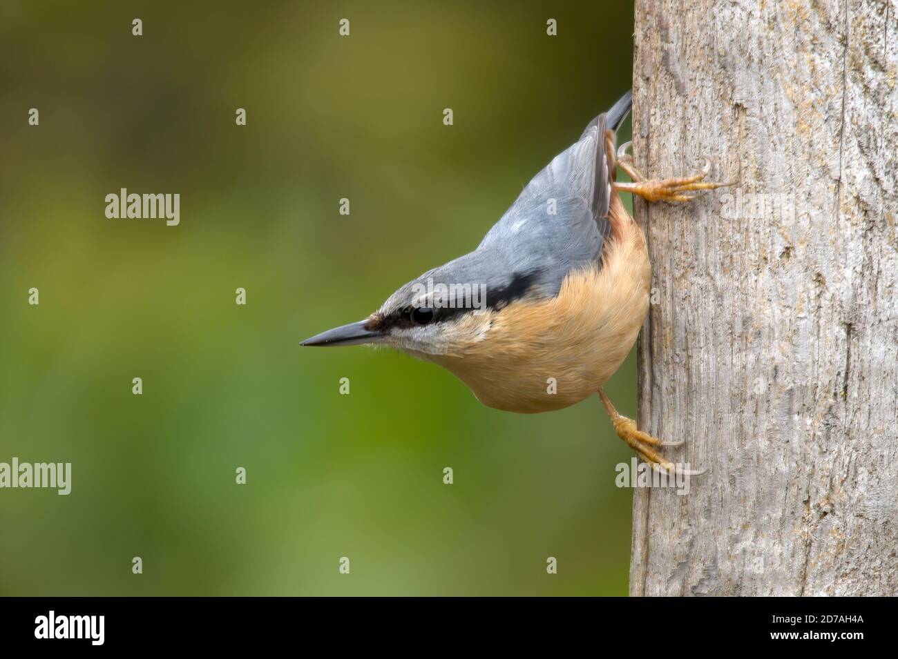Sitta europaea bird hi-res stock photography and images - Alamy