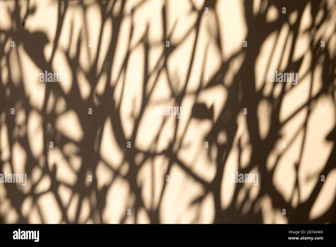 abstract background of shadows tropical plants on textured wall. Can be ...