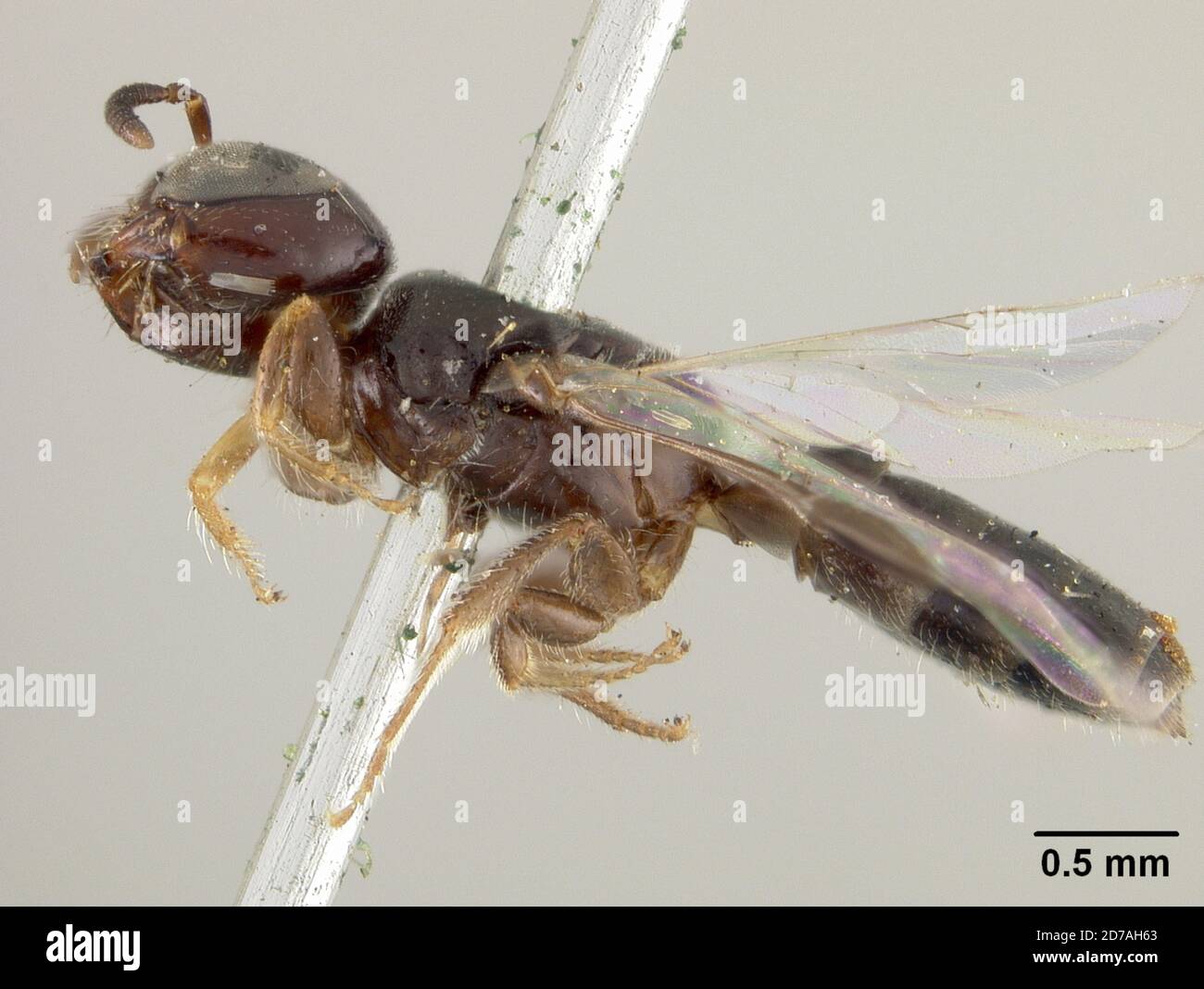 Euryglossina proctotrypoides cockerell hi-res stock photography and images - Alamy