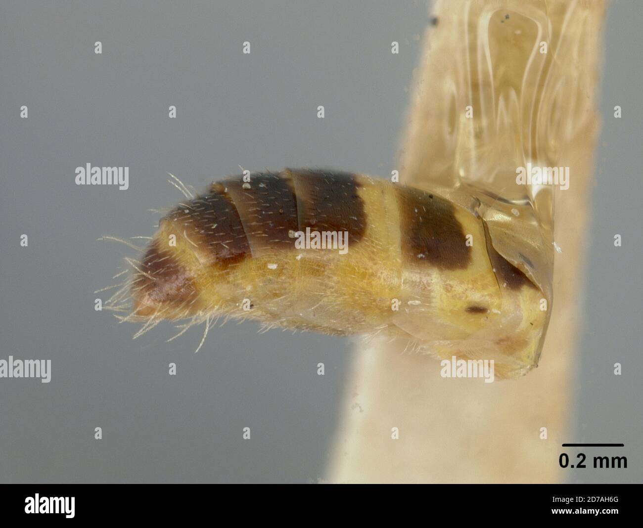 1965 animalia hi-res stock photography and images - Alamy