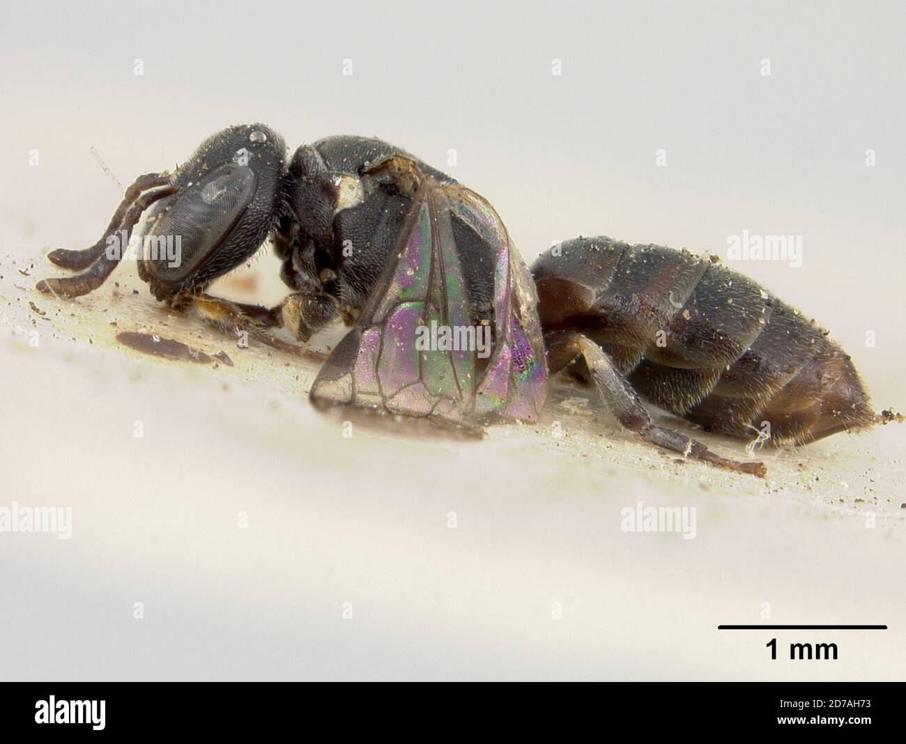 Euryglossa asperithorax rayment hi-res stock photography and images - Alamy